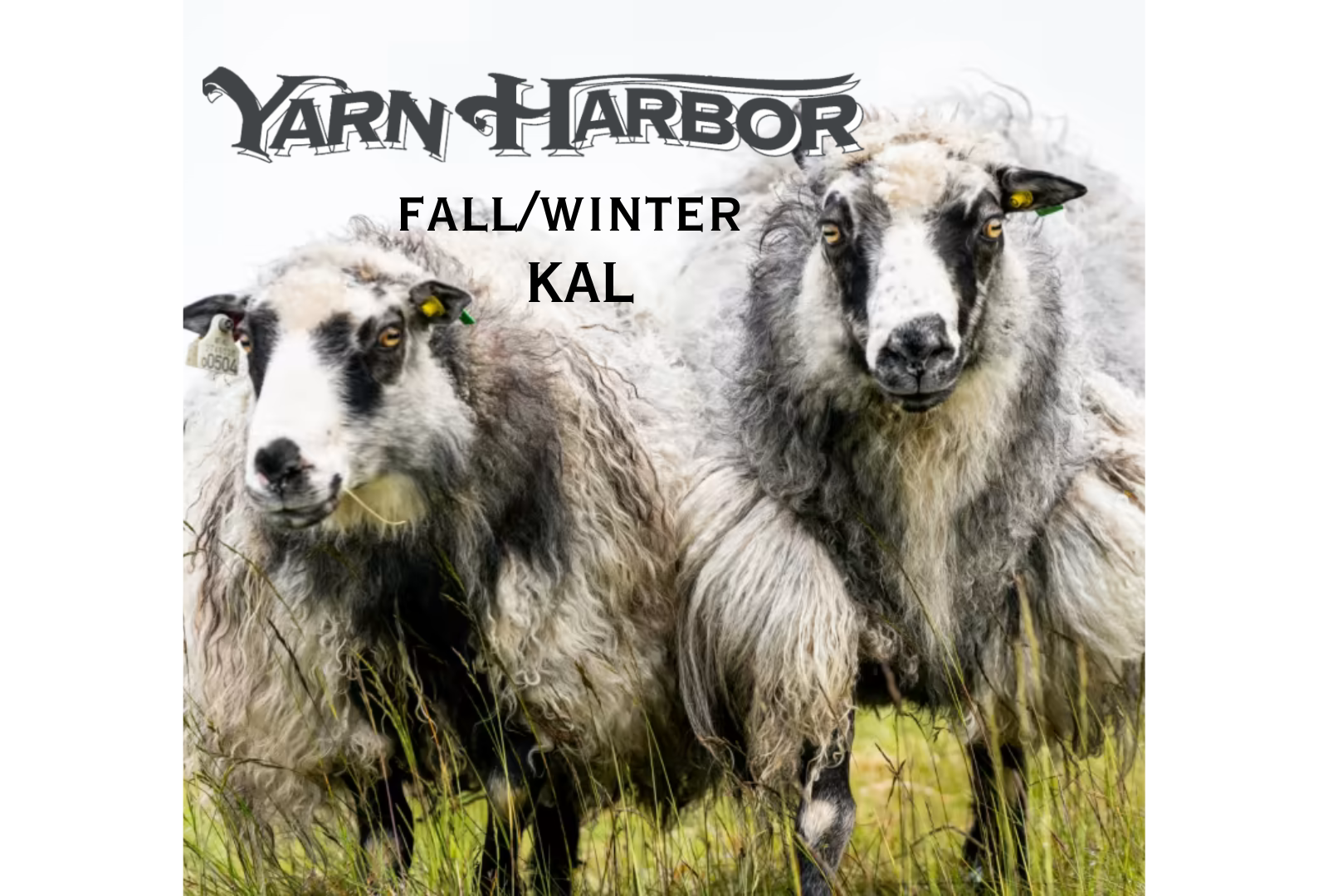 Yarn Harbor - Yarn, Knitting, Crochet, Weaving & Felting Headquarters